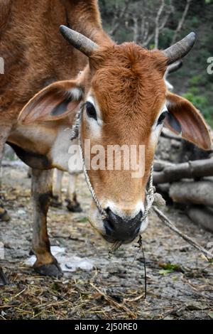 Indian Gaur head shot close view in the wild forest of Pench, India ...