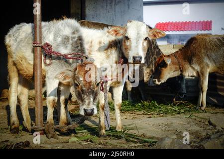 Cow and calf tied by rope to iron pole in Indian village rural area ...