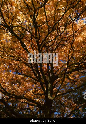 Salmon coloured leaves on a tree in spring. Aesculum Stock Photo - Alamy