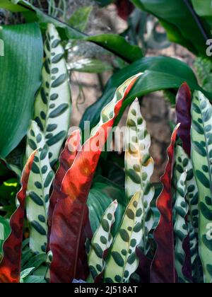 Goeppertia Lancifolia, Rattlesnake plant, ( syn. Calathea insignis ...
