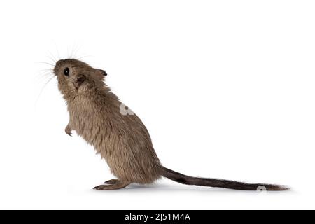 Dark brown Gerbil, standing side ways. Looking curious away from camera ...