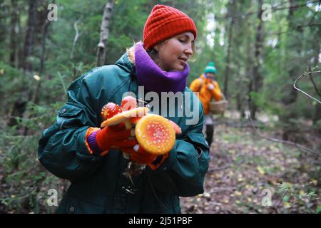 The forester collects mushrooms in the forest. Harvesting wild ...