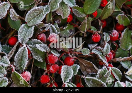 Red berries (cotoneaster horizontalis) under the frost. Winter time ...