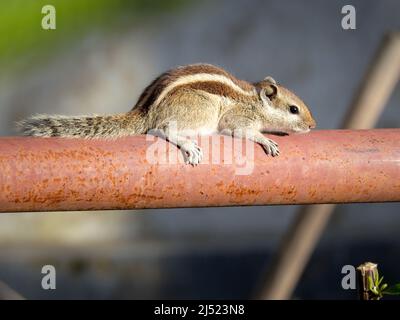Indian palm squirrel also called Three-Striped palm squirrel ...