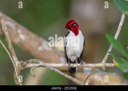 Masked Cardinal, Paroaria nigrogenis, perched on a branch in the ...