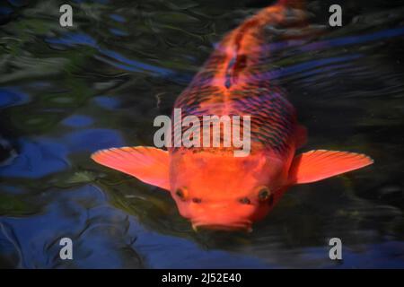 Brilliant bright orange and black koi fish swimming in a zen pond Stock ...