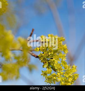 Flowering Norway maple in spring Stock Photo - Alamy