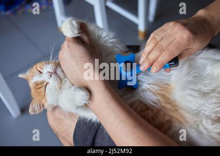Man grooming cat with special gloves. Pet care Stock Photo - Alamy