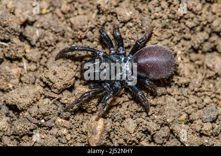 Atypus piceus is a mygalomorph spider of the family Atypidae Stock ...
