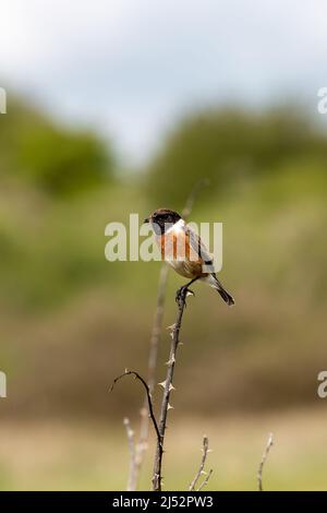 A close up of a stonechat in the Sussex countryside Stock Photo - Alamy