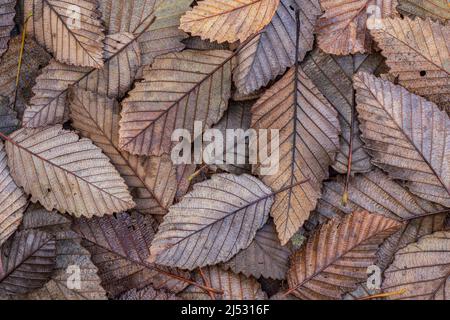 Fallen Red Alder, Alnus rubra, in December, Olympic Peninsula ...