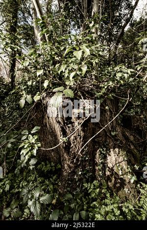 Intimate semi-abstract natural landscape of fading tree stump being ...