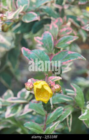 St. John's-wort (Hypericum x moserianum), blooming Stock Photo - Alamy