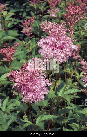 queen of the prairie (Filipendula rubra Stock Photo - Alamy