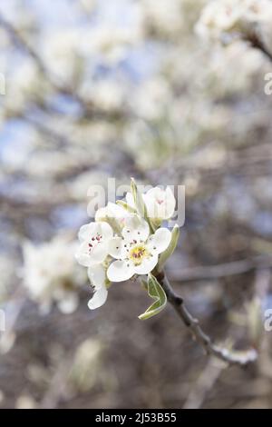 Weeping Willowleaf Pyrus salicifolia Pendula Stock Photo - Alamy