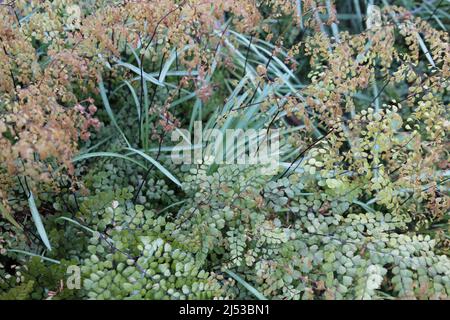 Adiantum Venustum, Himalayan Maidenhair Fern Stock Photo - Alamy