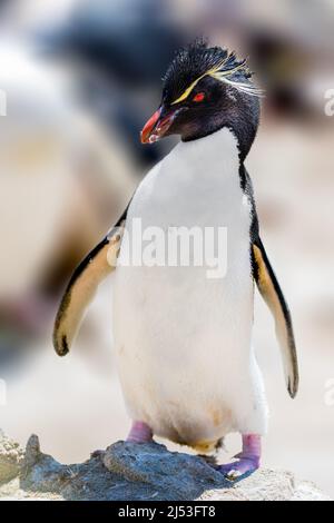 Penguin basking in afternoon sun Stock Photo - Alamy