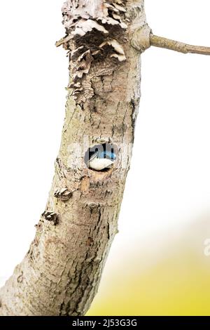 A Tree Swallow perched in a national park, contributing to the ...