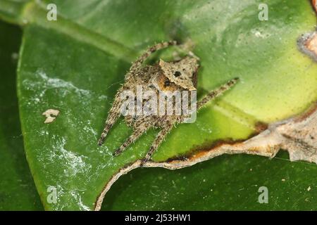 Knobbled orbweaver spider (Eriophorus pustuloides Stock Photo - Alamy