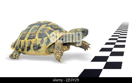 Turtle just before the finish line Stock Photo - Alamy