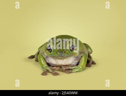 Green tree frog aka Ranoidea caerulea, sitting facing front. Looking ...