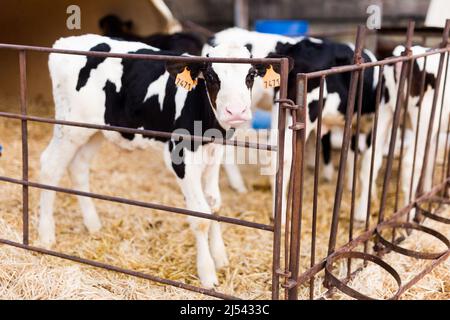 weekly calves in stall at dairy farm Stock Photo - Alamy