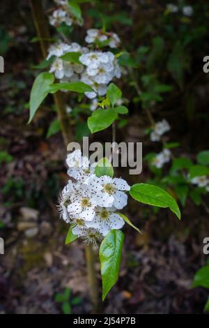 A closeup shot of white common hawthorn flowering species on a branch ...