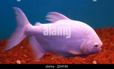 Live Fresh water pink color Fish Nature Aquariums Stock Photo - Alamy