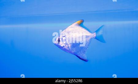 blue animal fish freshness underwater wet tropical navy marine diving ...