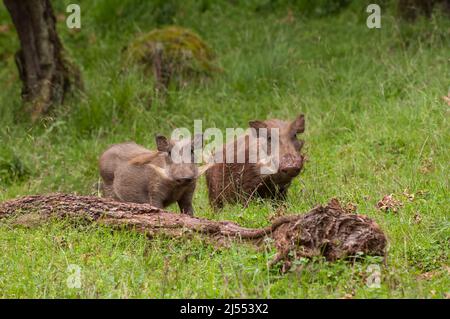 Eritrean warthog (Phacochoerus africanus aeliani) scratching at a tree ...