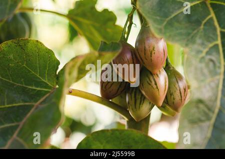 Some tamarillos growing in the plant Stock Photo - Alamy