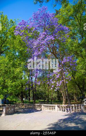 violet jacaranda trees in the middle of the park forest Stock Photo - Alamy