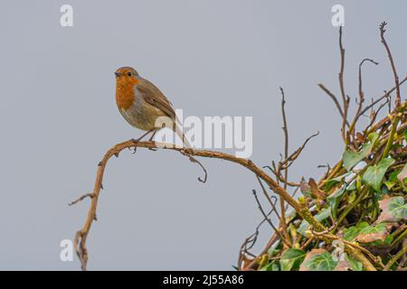 Single Robin through Branches white sky Stock Photo - Alamy