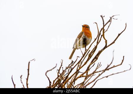 Single Robin through Branches white sky Stock Photo - Alamy