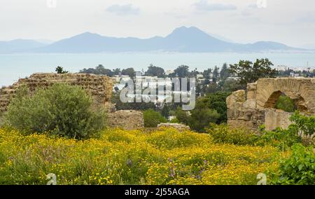Ruins of Carthage among the flowers, Tunisia Stock Photo - Alamy