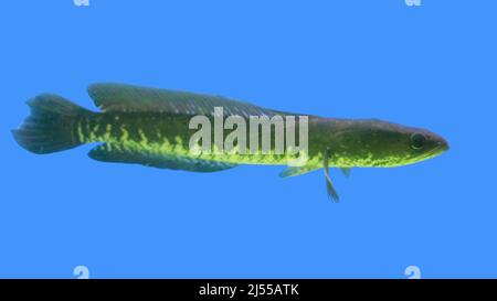 Snake head Murrel Fish aquarium fish Stock Photo - Alamy