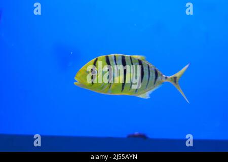 Aquarium Fish Golden Jack Golden Trevally Stock Photo - Alamy