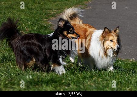 Dog friendship. Two shelties are running and playing with each other ...
