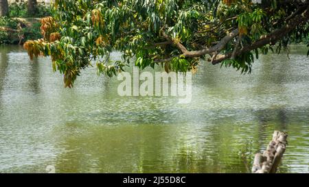 Mango buds full of trees are hanging in the clear water of the pond ...