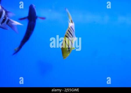 Aquarium Fish Golden Jack Golden Trevally Stock Photo - Alamy