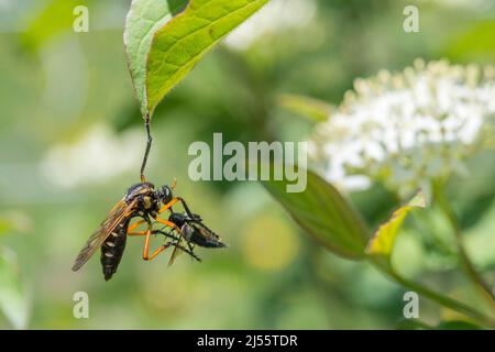 Molobratia teutonus, a diptera of the Asilidae family, eats a ...