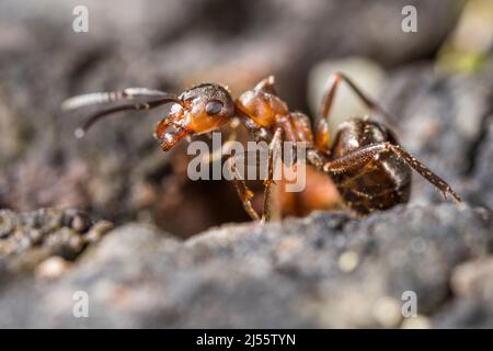 Wood ant belonging to the genus Formica, it is either F. lugubris or F ...