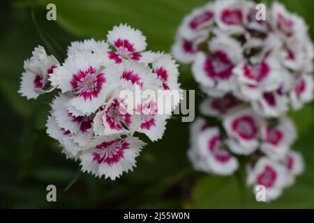 Turkish carnation red with white blurring macro. Copy space. Dianthus ...