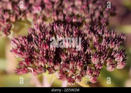 Drying autumn succulent Stock Photo - Alamy