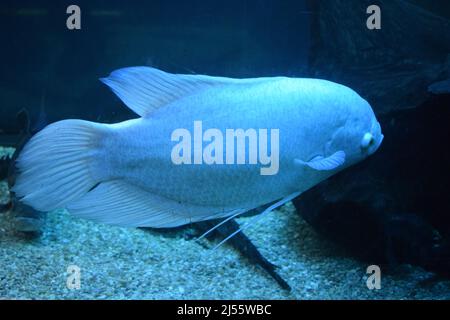 Giant gourami fish (Osphronemus goramy) in aquarium. Wildlife animal ...