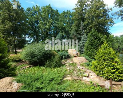 lanscape design. beautiful garden of blue spruce, bright yellow ...