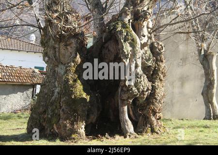 Old, knotty olive tree in the park in Sirmione in Italy Stock Photo - Alamy