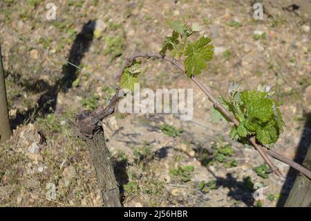 Close up of the single Guyot system of pruning and growing vines Stock ...