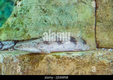 Fossil of fish with long body and mouth Stock Photo - Alamy
