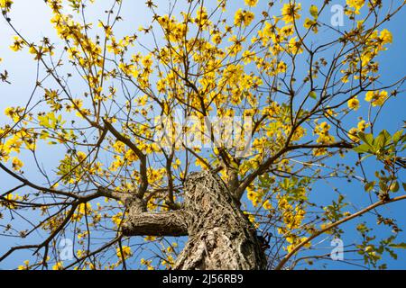 low angle blooming Guayacan or Handroanthus chrysanthus or Golden Bell ...